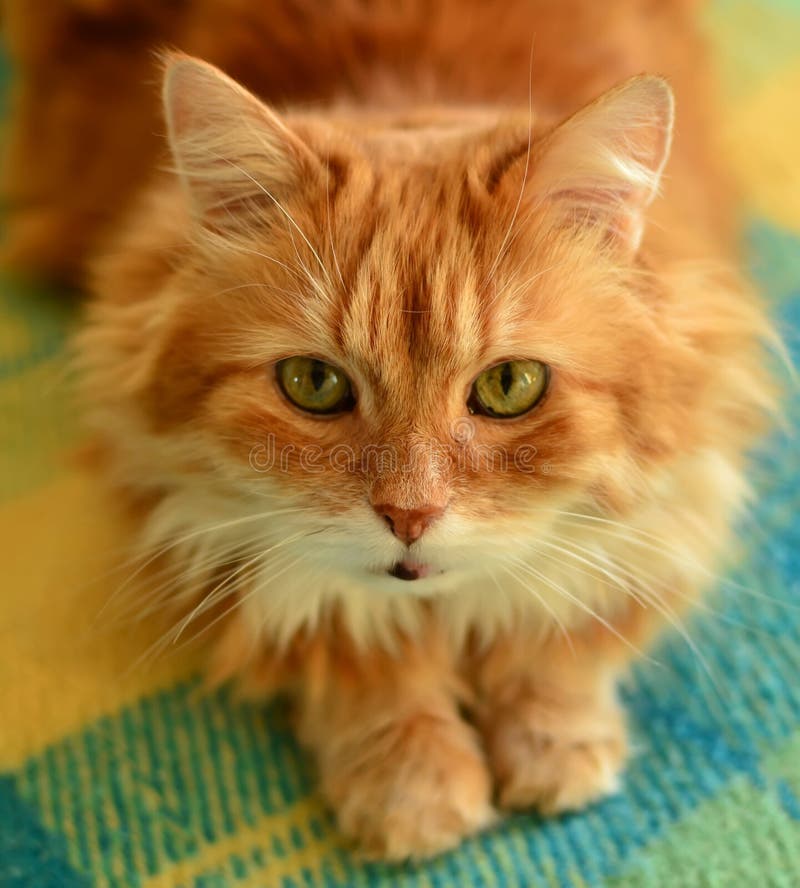 Fluffy red cat stock photo. Image of pretty, face, sight - 63881306