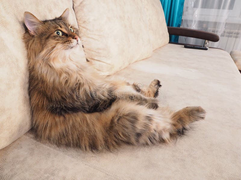 Fluffy Red Cat is Sitting Very Funny Stock Photo - Image of animal ...