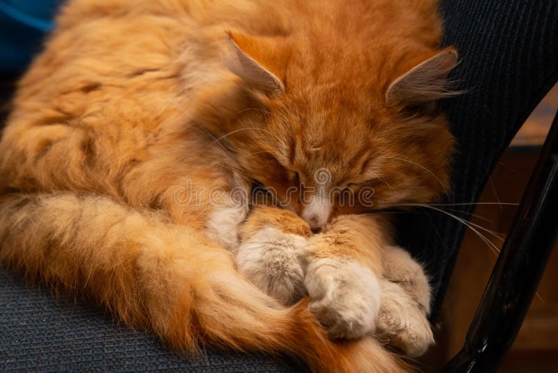 Sleeping man in a chair stock photo. Image of limp, jack - 13241974