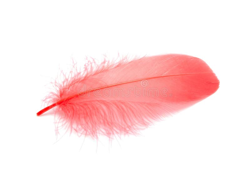 Fluffy Red Color Bird Feather Decorative Style in Studio Isolated on ...
