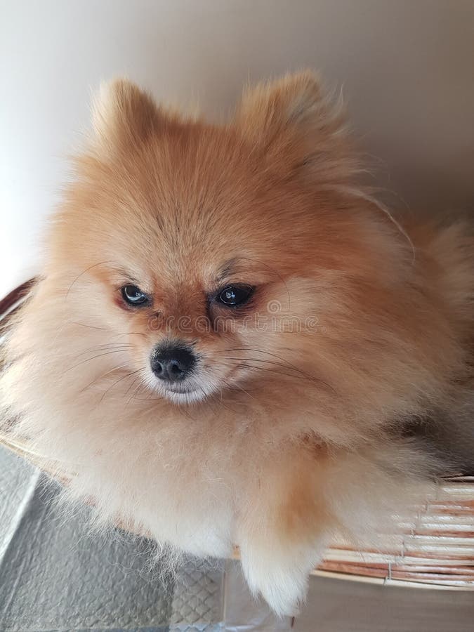 Fluffy Red Dog of the Spitz Breed Resting Stock Image - Image of fluffy ...