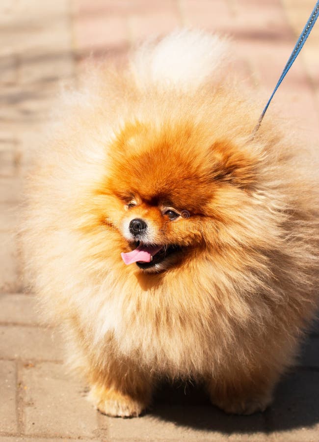 Fluffy red dog on a walk stock image. Image of fluffy - 205748155