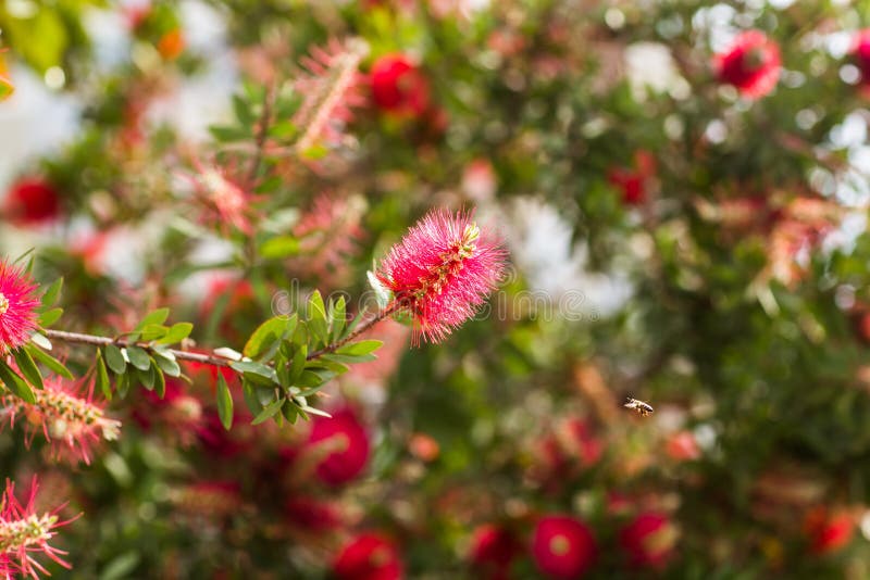 Pohutukawa - Single Flower & Bee - New Zealand Christmas Tree Stock ...