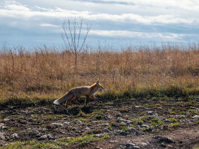 Fluffy Red Fox Runs Along the Path Along the Autumn Field. a Wild Fox ...