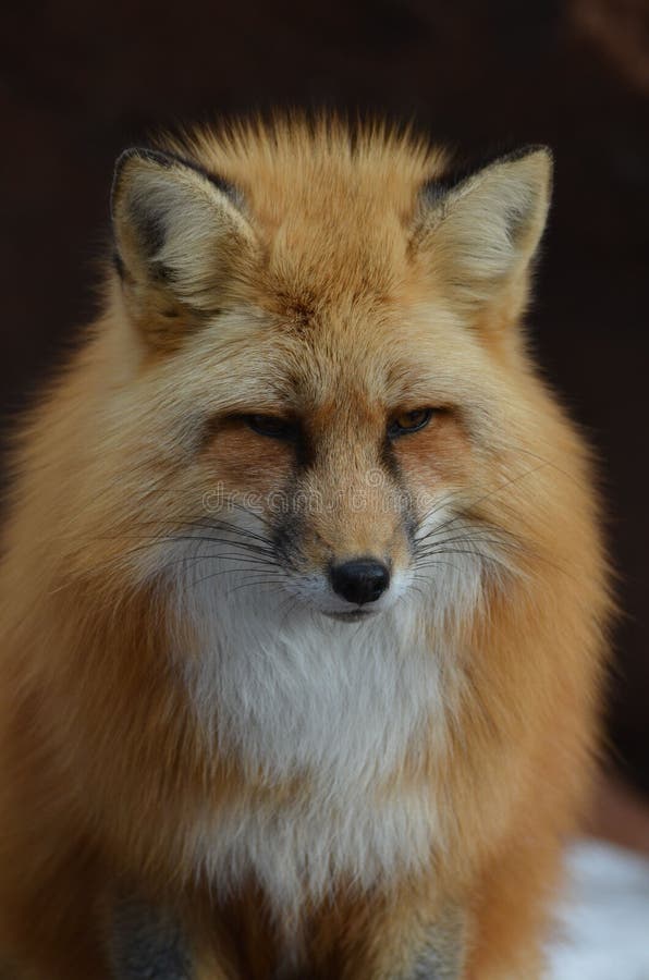 Fluffy Red Fox with a Sweet Face Stock Image - Image of amazing, foxes ...