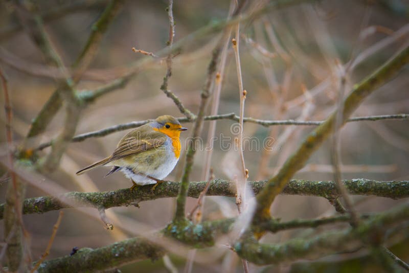 Fluffy red robin in winter stock photo. Image of twig - 29205530