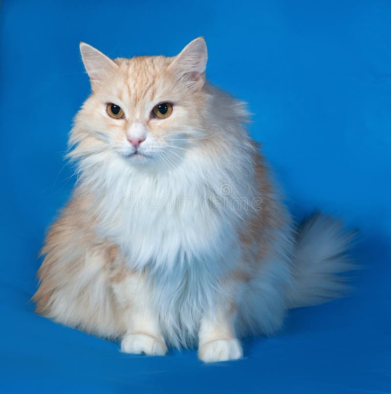 Fluffy Red Smoky Cat Sits Blue Stock Photos - Free & Royalty-Free Stock ...