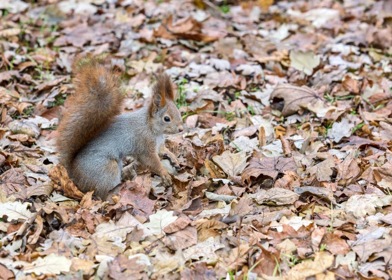 Fluffy Red Squirrel Sitting on the Ground Covered with Fallen Dr Stock ...