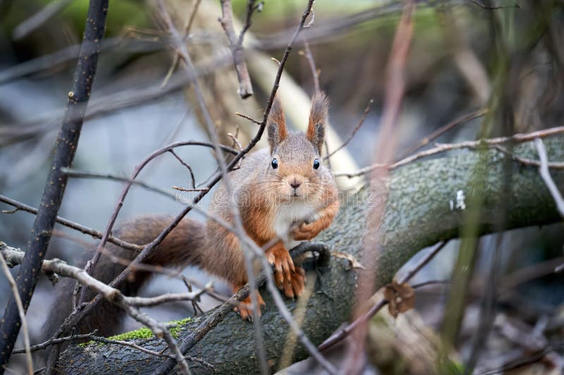 Fluffy Red Squirrel on a Tree Branch Looking Directly into the Camera ...