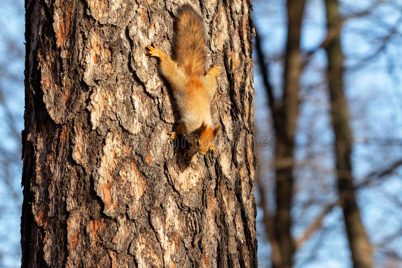 Fluffy Red Squirrel. Rodents in the Wild Stock Image - Image of detail ...