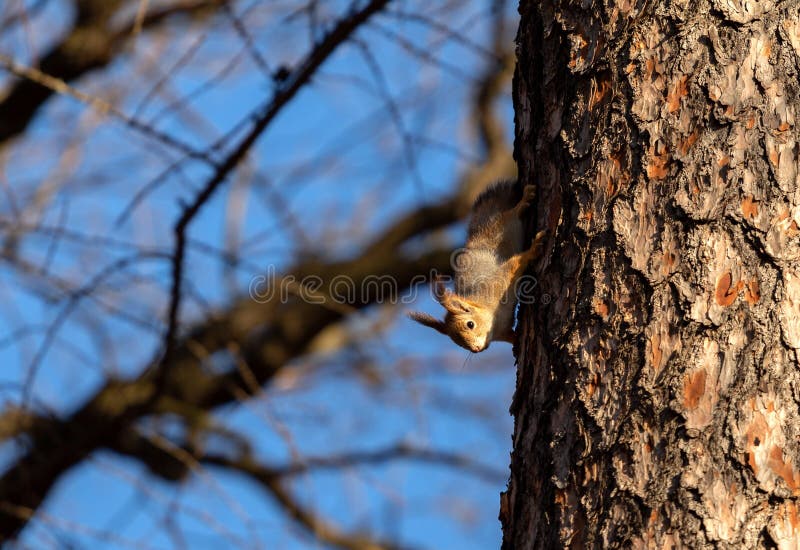 Fluffy Red Squirrel. Animals in the Wild Stock Photo - Image of rodent ...