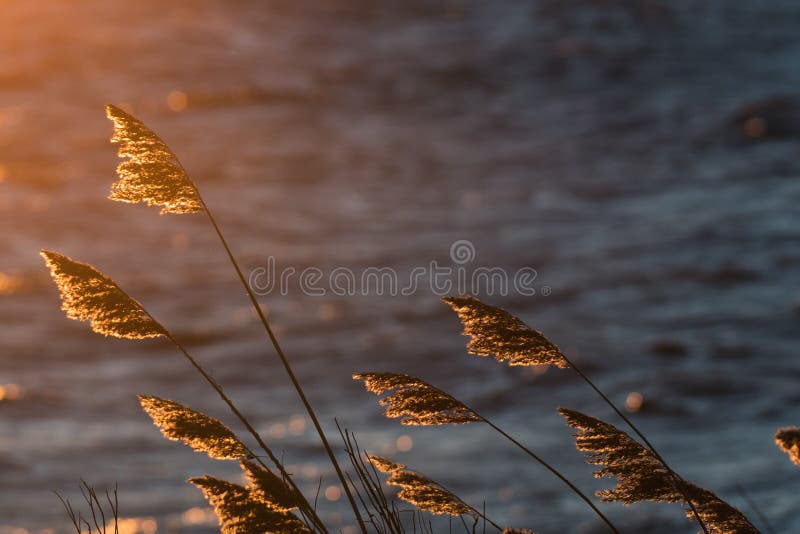 Fluffy reeds flowers stock image. Image of beauty, evening - 135711869