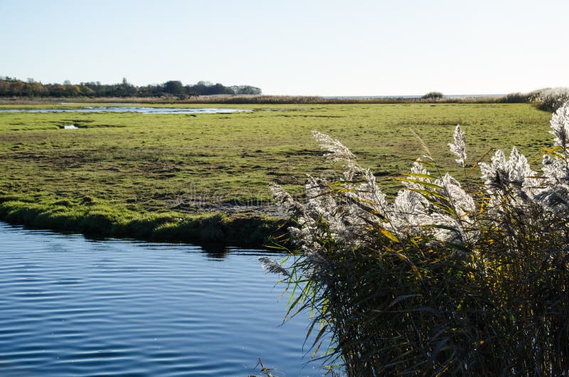 Fluffy reeds in a wetland stock image. Image of reserve - 80658357