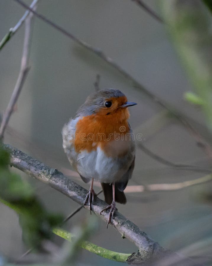 Fluffy Robin stock photo. Image of beauty, breast, garden - 285179194