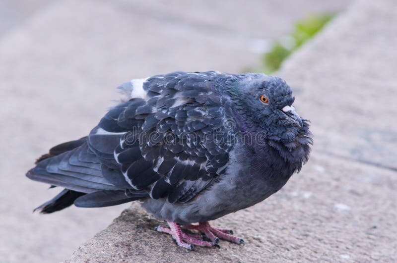 A Fluffy Ruffled Sick Pigeon Stock Image - Image of gray, grey: 125912899