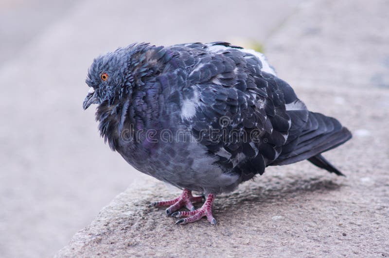 Ill Pigeon Stock Photos - Free & Royalty-Free Stock Photos from Dreamstime