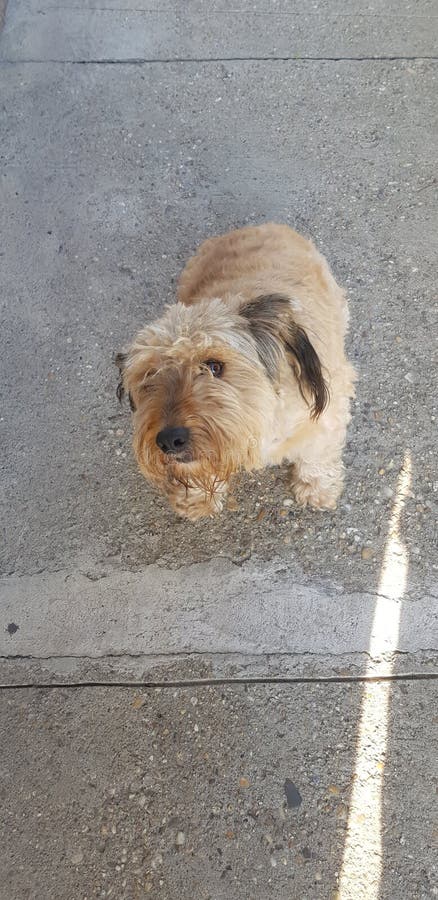 Fluffy Sand Colored Mixed Breed Dog Stock Image - Image of canine ...