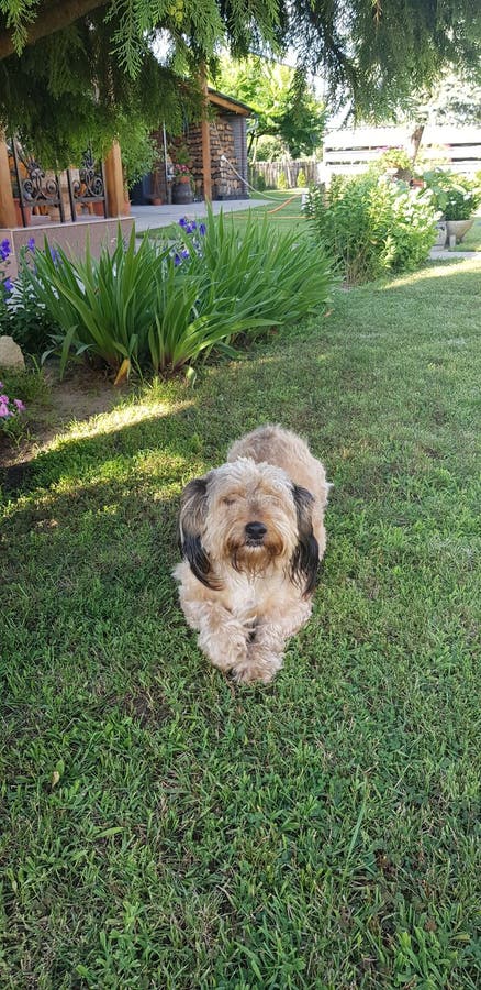 Fluffy Sand Colored Mixed Breed Dog Stock Photo - Image of small, grass ...