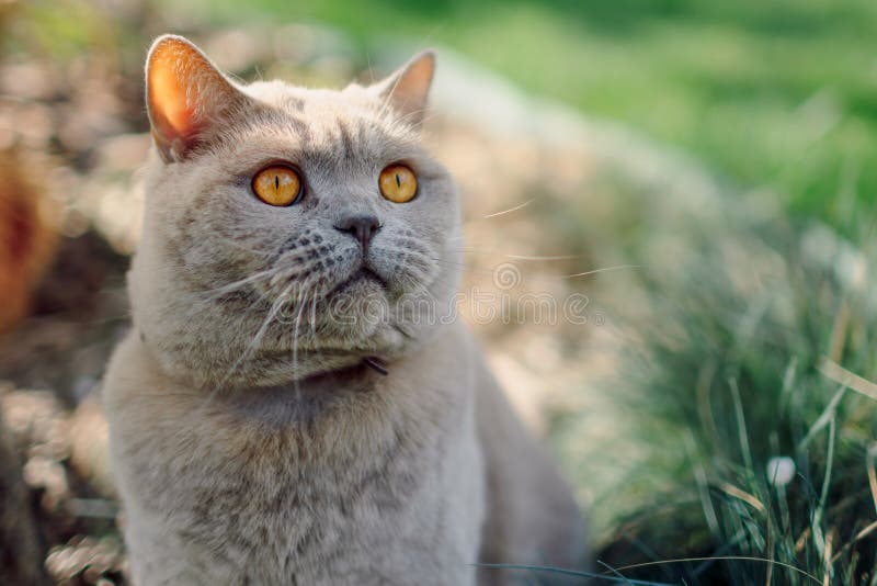 Fluffy Scottish Cat Close Up Outdoor in Park Stock Photo - Image of ...