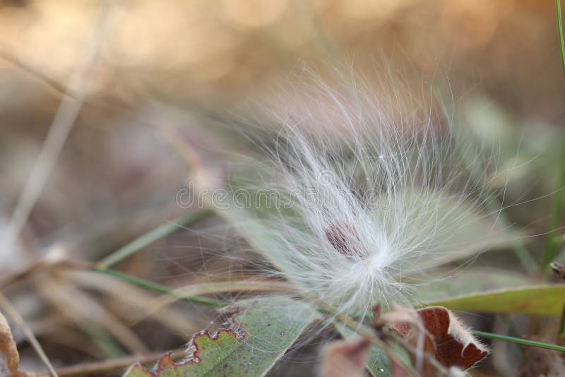 Fluffy seed stock photo. Image of field, flower, white - 232170304