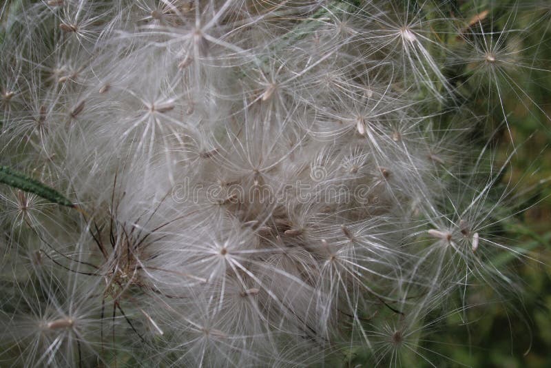 Fluffy seed heads stock photo. Image of background, fluffy - 193995106