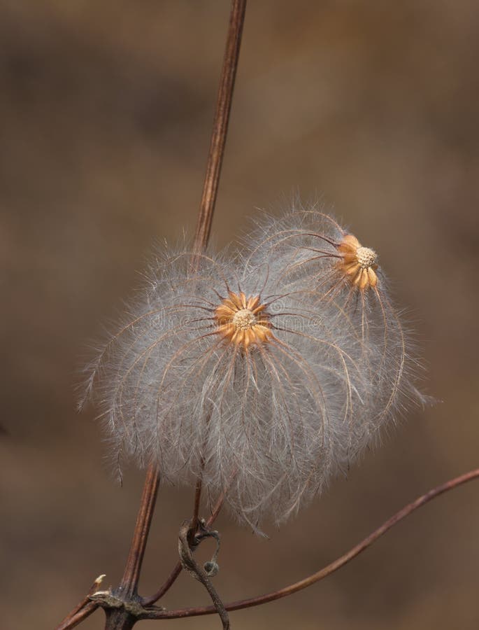 Fluffy seeds stock image. Image of fluffy, white, nature - 79106931