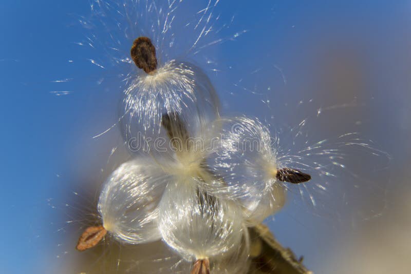 Fluffy seeds stock photo. Image of flower, plant, background - 133043244