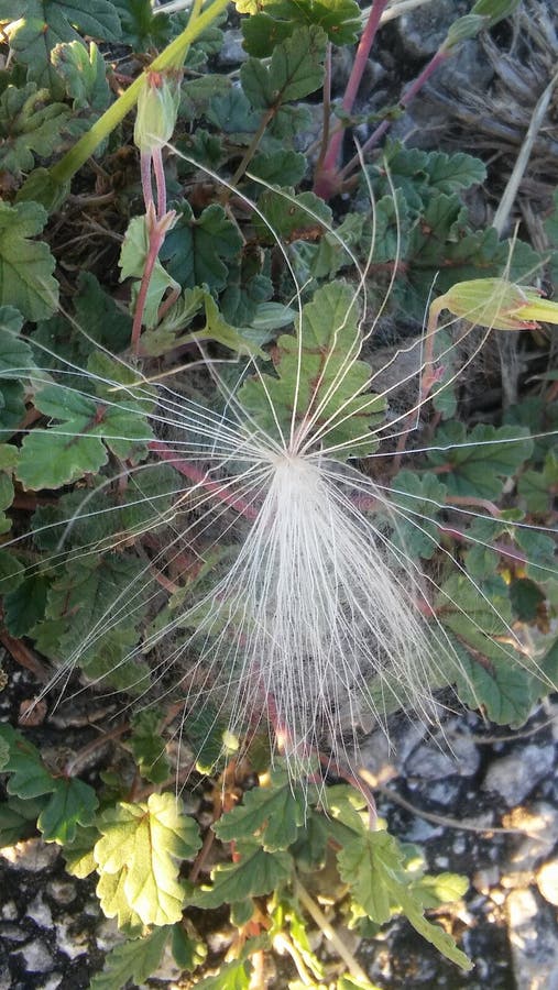 21,704 Fluffy Seeds Stock Photos - Free & Royalty-Free Stock Photos ...