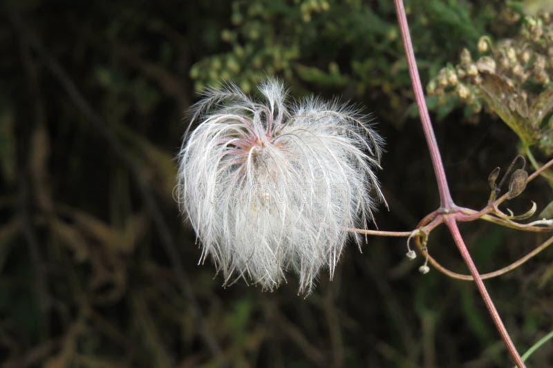 Fluffy Seeds To Plant Buscema Stock Photo - Image of macro, weed: 47983758