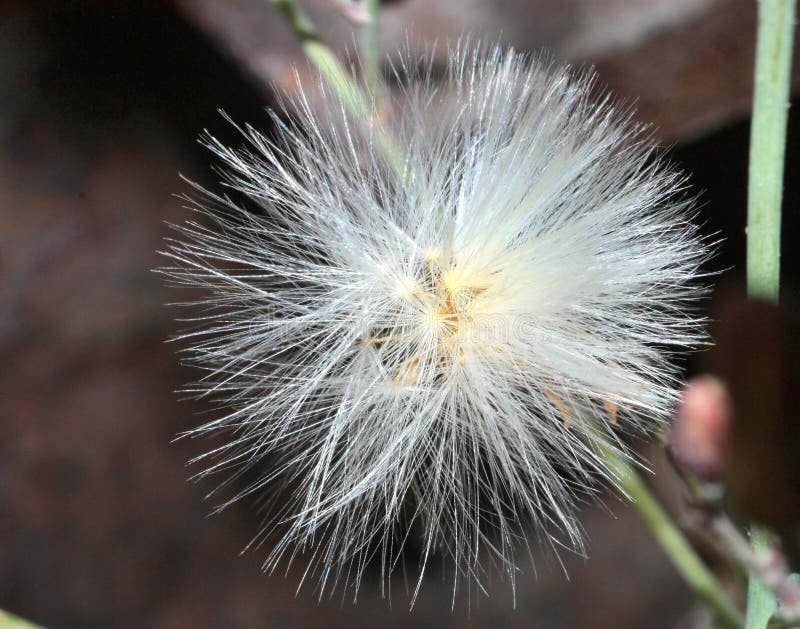 Fluffy Seeds of Weeds among Dry Grass in Late Autumn Stock Image ...