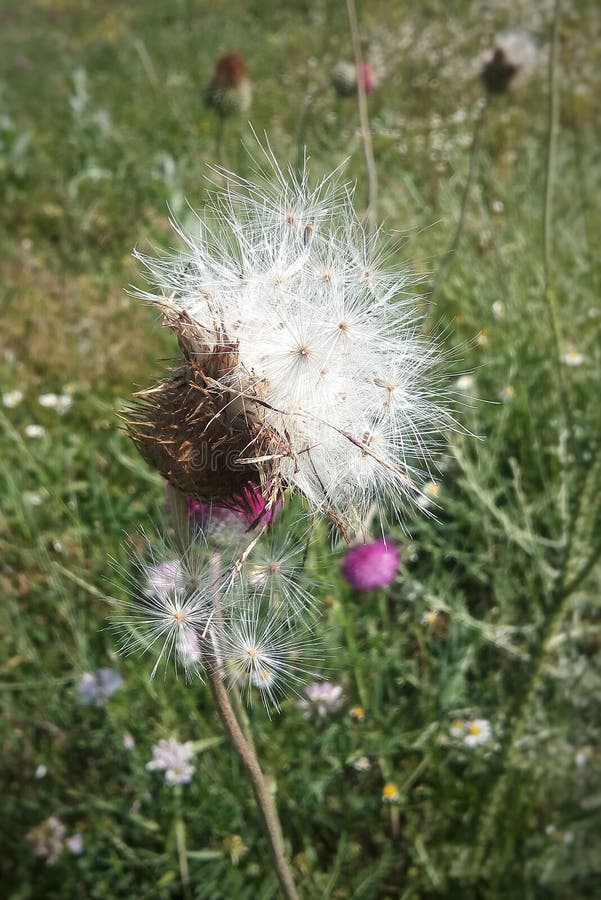 Fluffy Seeds of Wildflower on a Meadow Stock Photo - Image of flower ...