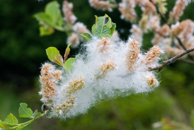 Fluffy seeds of a Willow stock image. Image of shrub - 31541095