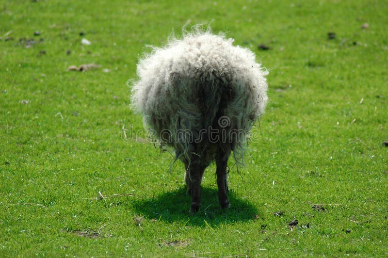 Fluffy Sheep stock photo. Image of shearing, land, animal - 12830756
