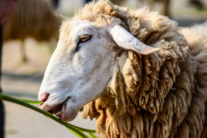 192 Fluffy Sheep Eating Food Stock Photos - Free & Royalty-Free Stock ...