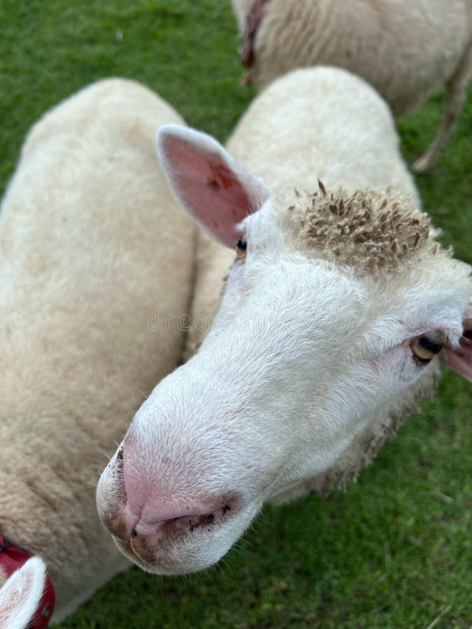 Fluffy sheep in a field stock photo. Image of sheep - 381099230