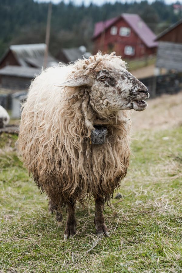 Fluffy Sheep Grazing in a Rustic Countryside Setting Stock Photo ...