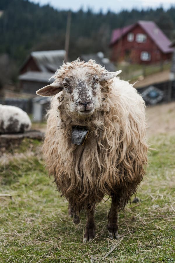 A Fluffy Sheep Grazing in a Rustic Farm Setting Stock Image - Image of ...