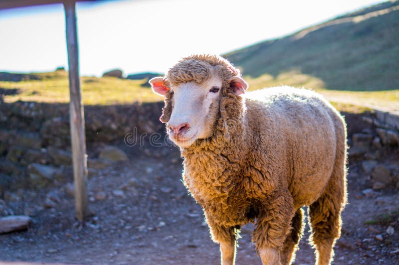 Fluffy Sheep stock photo. Image of shearing, land, animal - 12830756