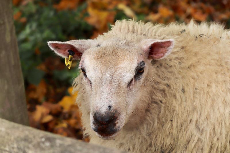 Fluffy Sheep Wearing Fluffy Coats in a Field Stock Photo - Image of ...