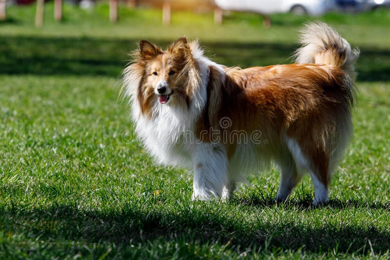 Fluffy Sheltie Dog on a Green Meadow. Stock Photo - Image of sheltie ...
