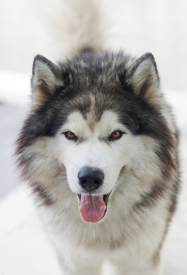Fluffy Siberian Husky Dog Male Outdoors Stock Photo - Image of male ...
