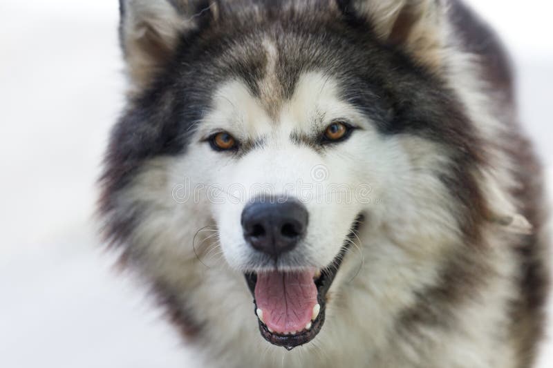 Fluffy Siberian Husky Dog Outdoors Stock Image - Image of siberian ...