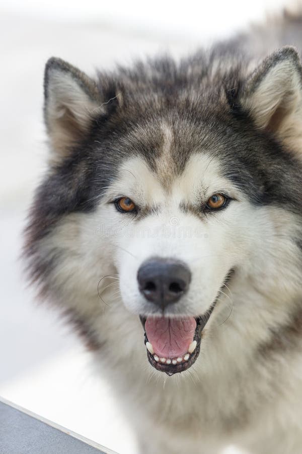 The Cute Siberian Husky Dog Male Outdoors Stock Image - Image of ...