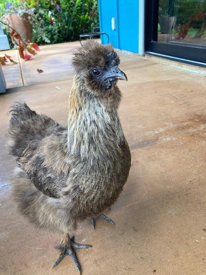 Fluffy Silkie Chicken Standing on a Rustic Patio Stock Image - Image of ...
