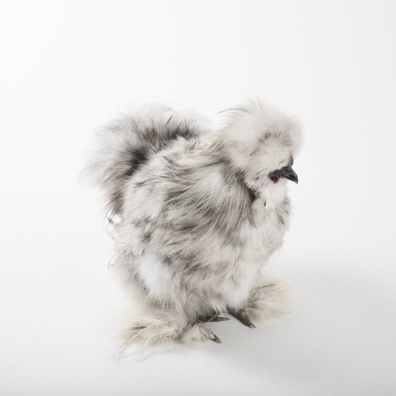 Fluffy Silkie Rooster stock image. Image of cluck, white - 131275279