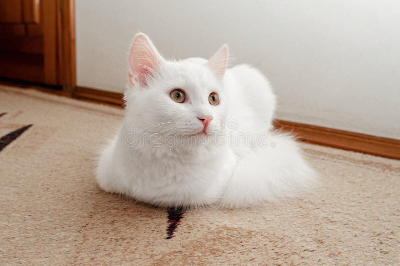 954 Fluffy Sitting Floor Apartment Stock Photos - Free & Royalty-Free ...