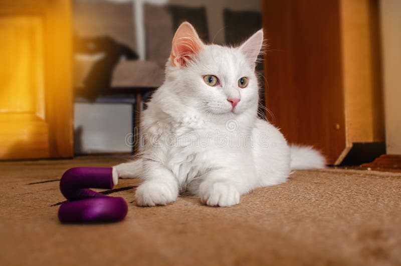 954 Fluffy Sitting Floor Apartment Stock Photos - Free & Royalty-Free ...