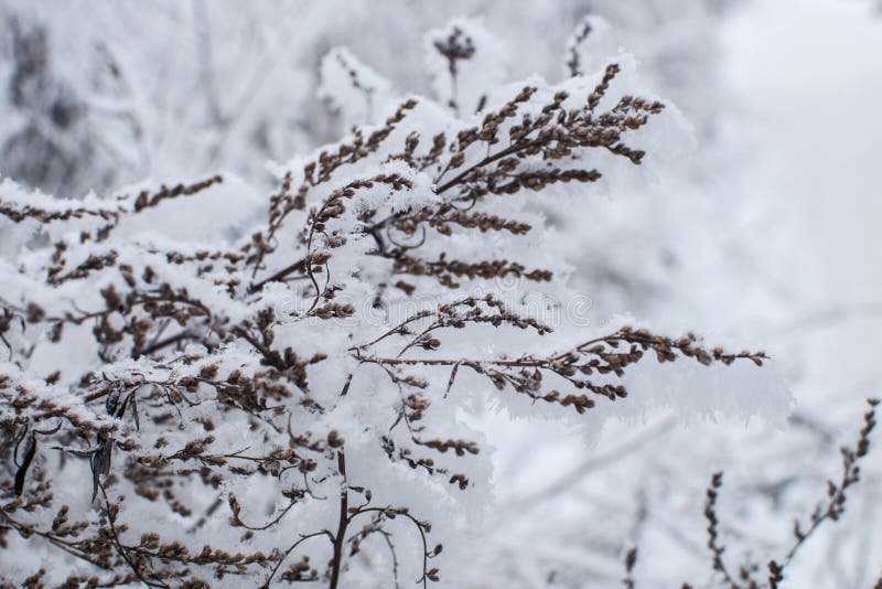 Fluffy Snow on the Branches of a Tree. Winter Landscape. Texture of Ice ...
