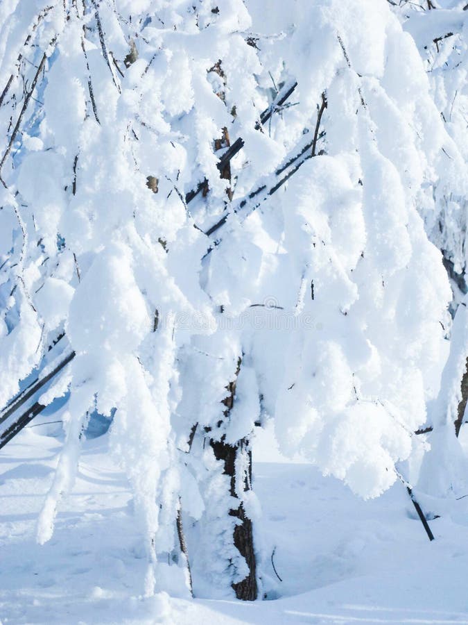 Fluffy snow tree branches stock image. Image of snow - 131845041