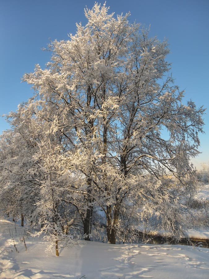 Fluffy snow stock image. Image of grass, weather, cold - 80046423